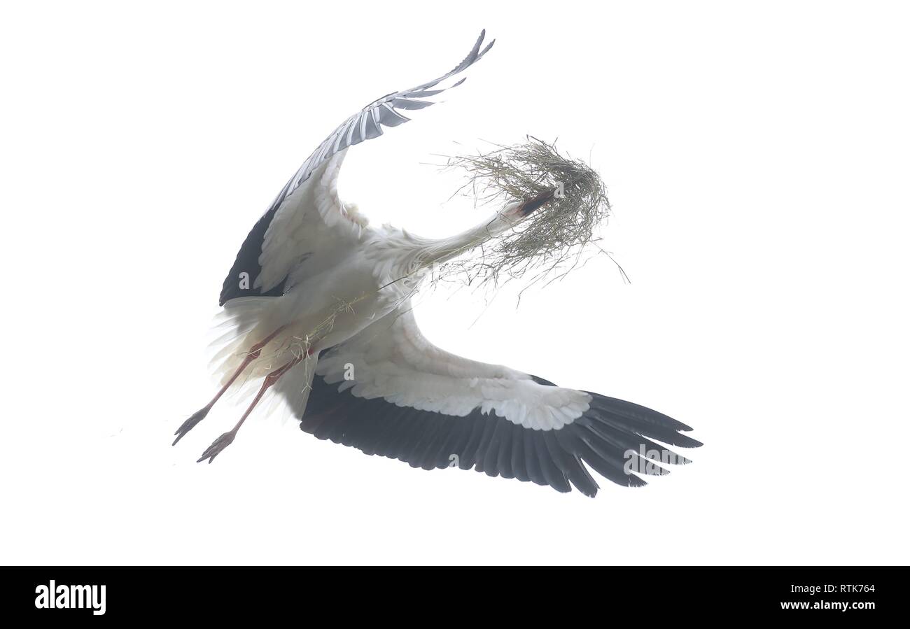 Nest zoo Cut Out Stock Images & Pictures - Alamy