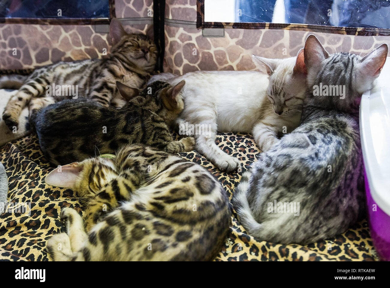 Categories of animals hi-res stock photography and images - Alamy