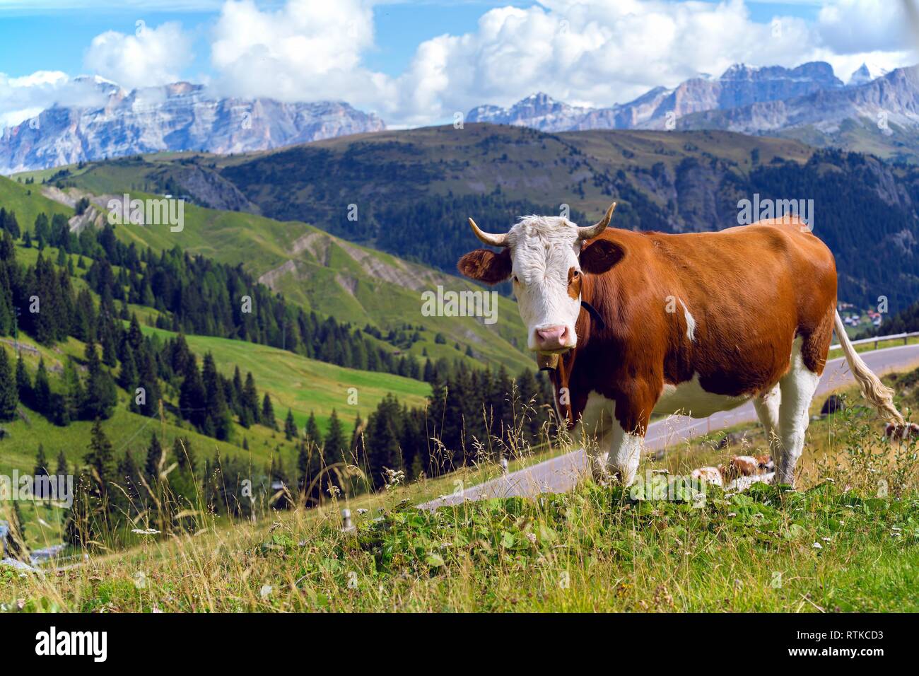 group of italian cows on a pasture. mountains Dolomites, Italy Stock ...