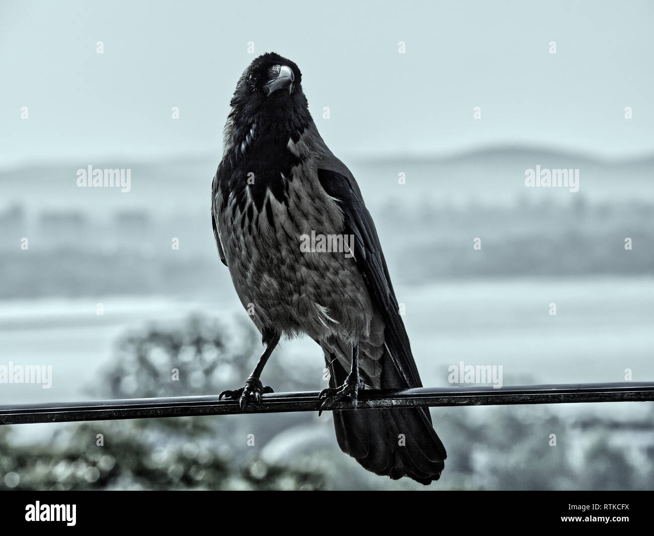 Raven on railing with unfocused background Stock Photo - Alamy