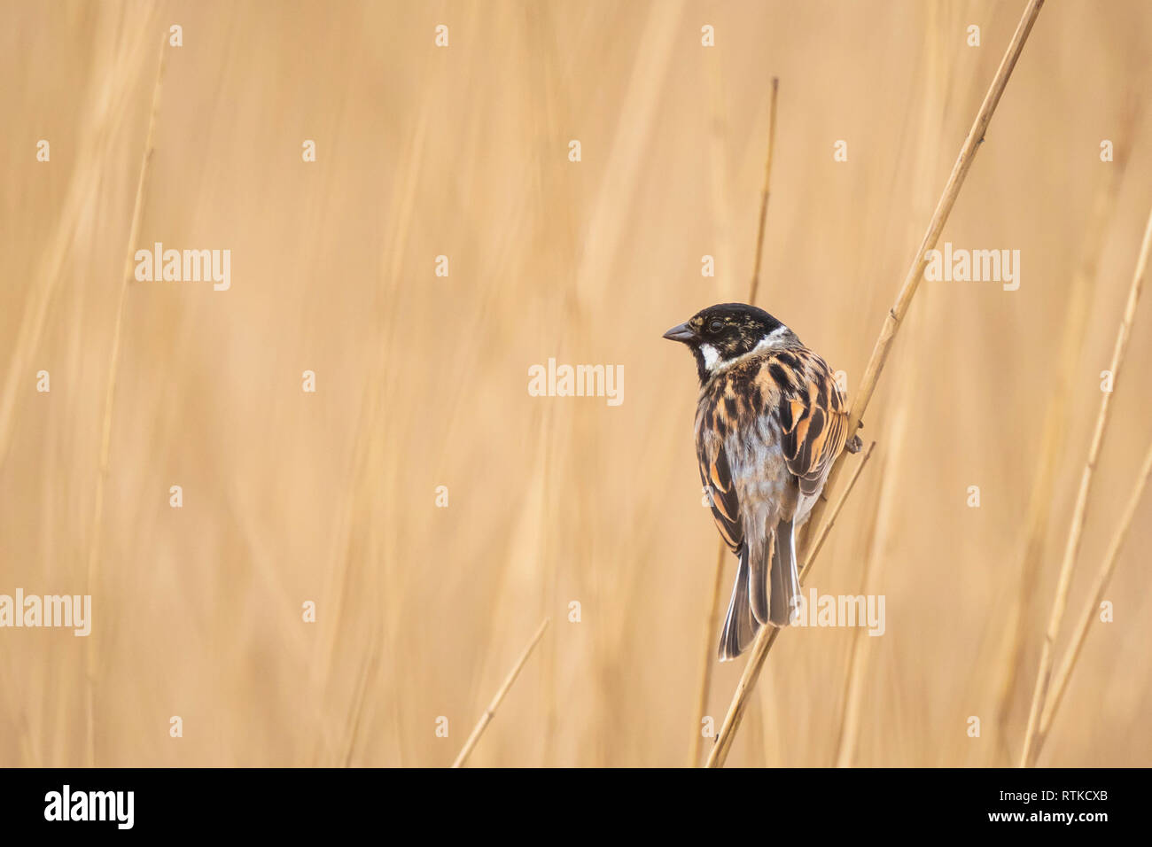 Closeup of a common reed bunting bird Emberiza schoeniclus singing a ...