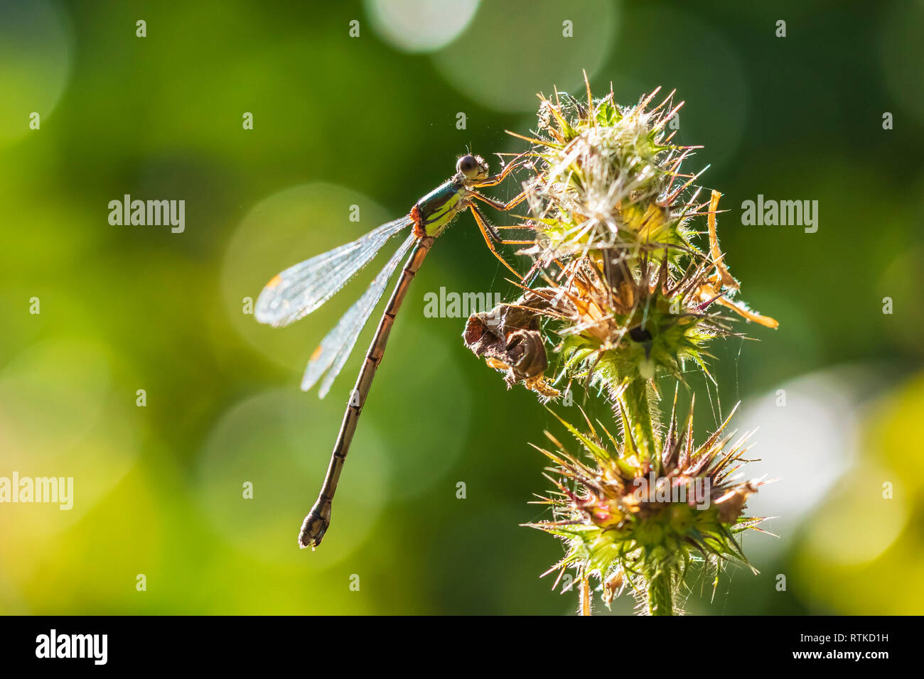 Detail closeup of a western willow emerald damselfly, Chalcolestes ...
