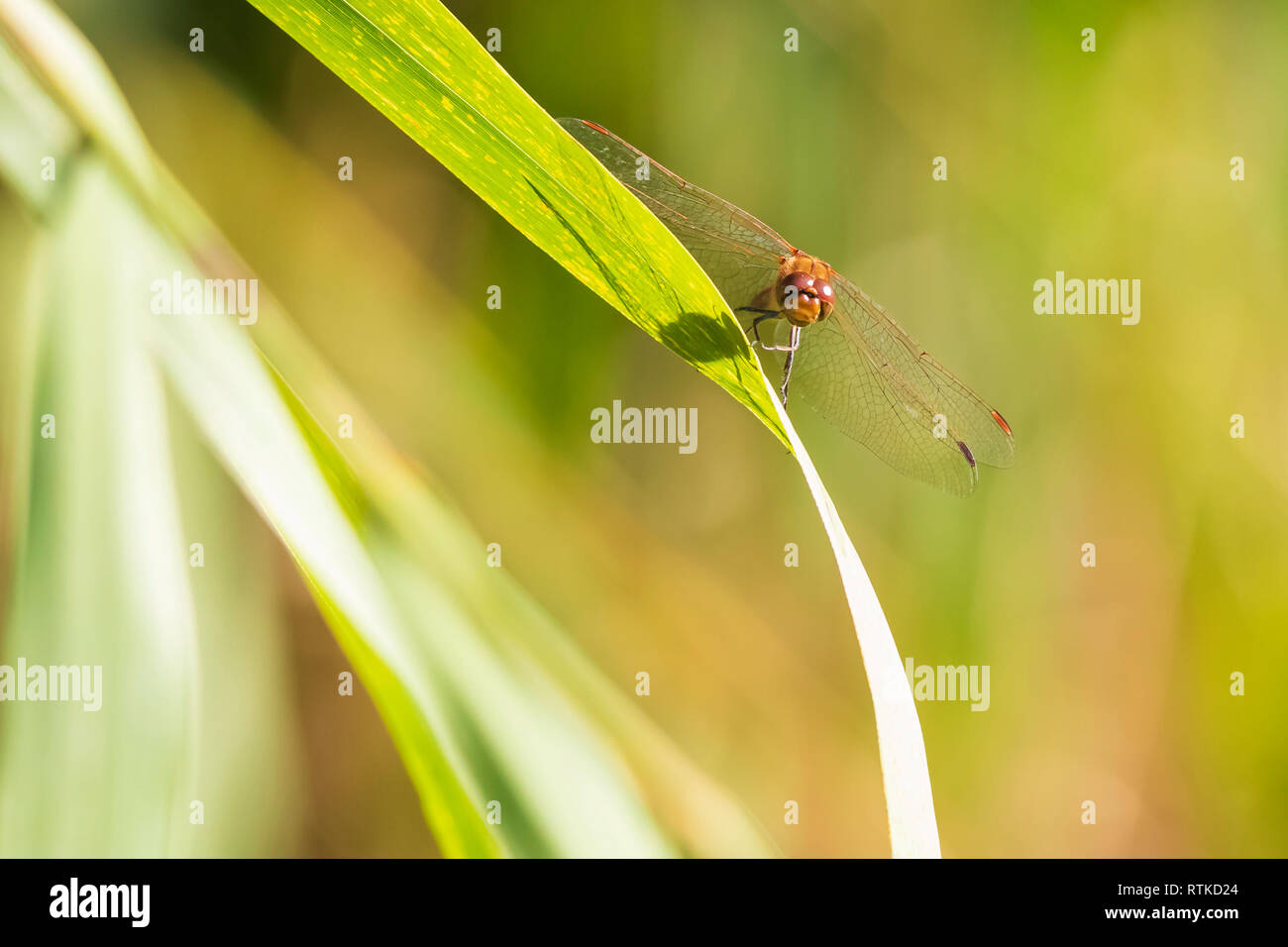 Red male common Darter Sympetrum striolatum dragonfly with his wings spread he is drying his ...