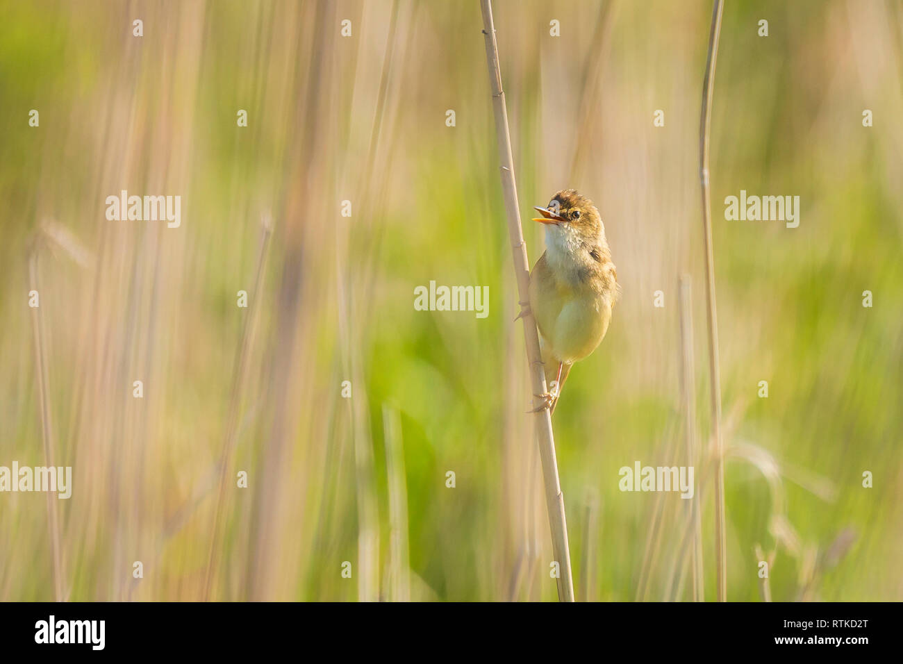 Eurasian reed warbler Acrocephalus scirpaceus bird singing in reeds ...