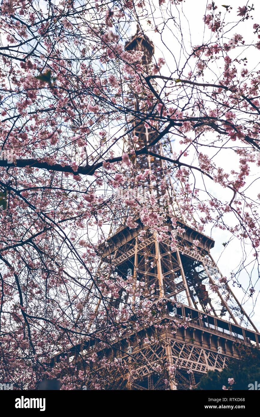 Blossoming sakura against the background of the Eiffel Tower in Paris ...