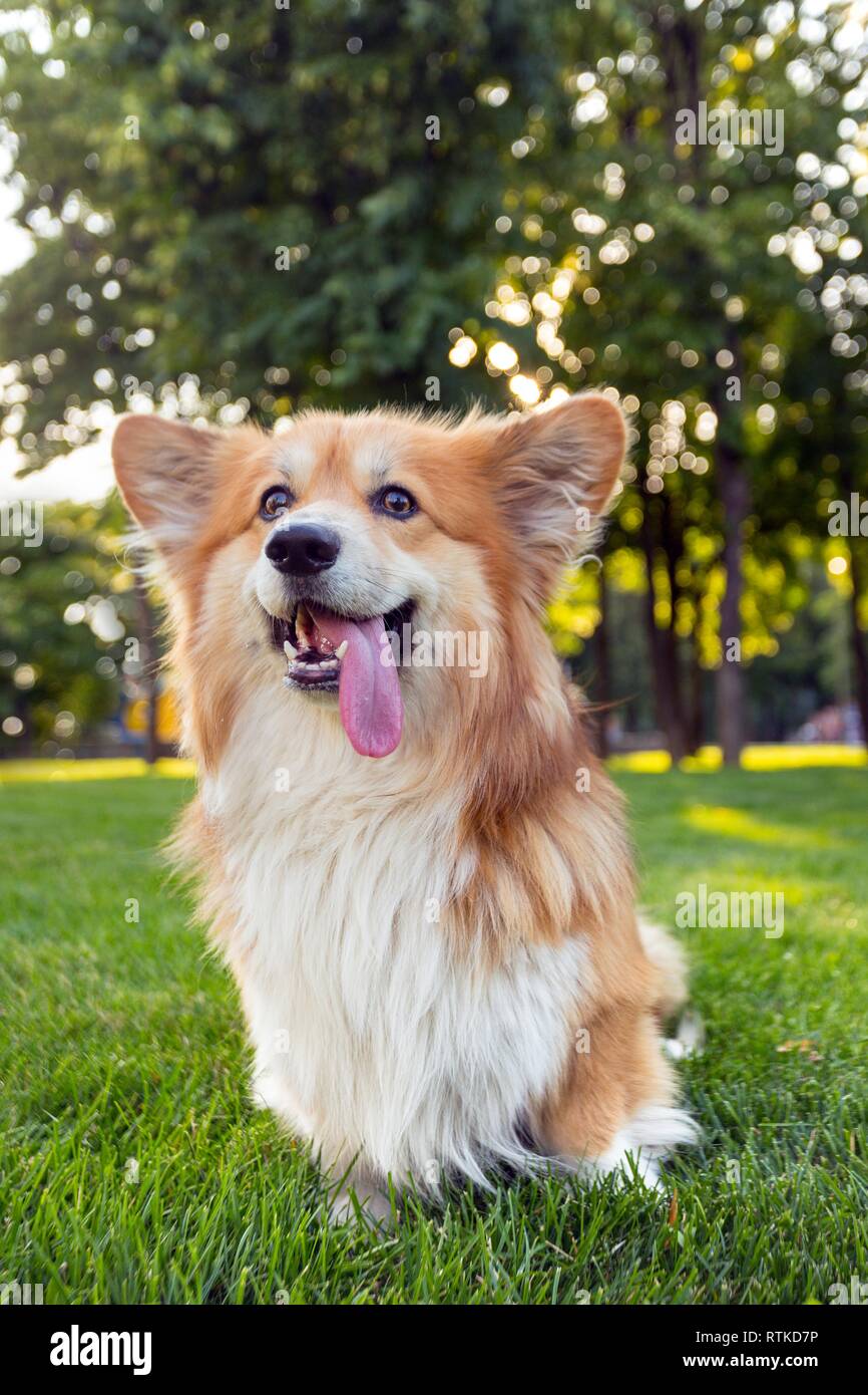 corgi fluffy close up portrait at the outdoor Stock Photo - Alamy