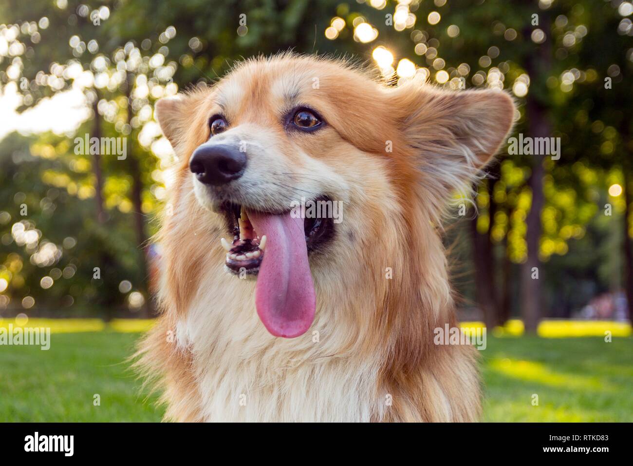 Corgi fluffy toy close hi-res stock photography and images - Alamy