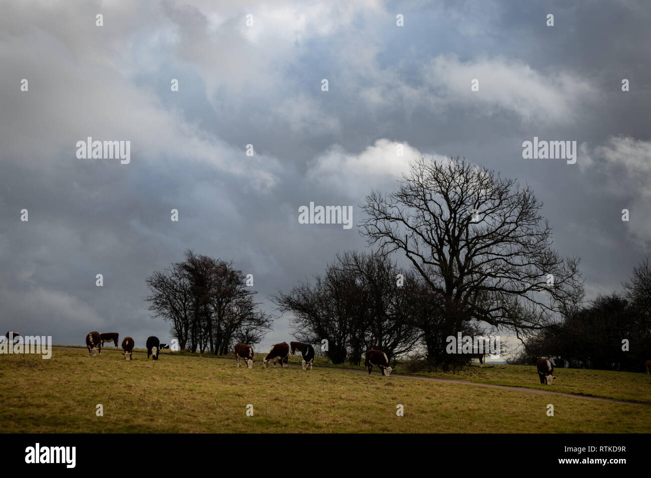 Cows grazing in filed with storm clouds overhead Stock Photo - Alamy