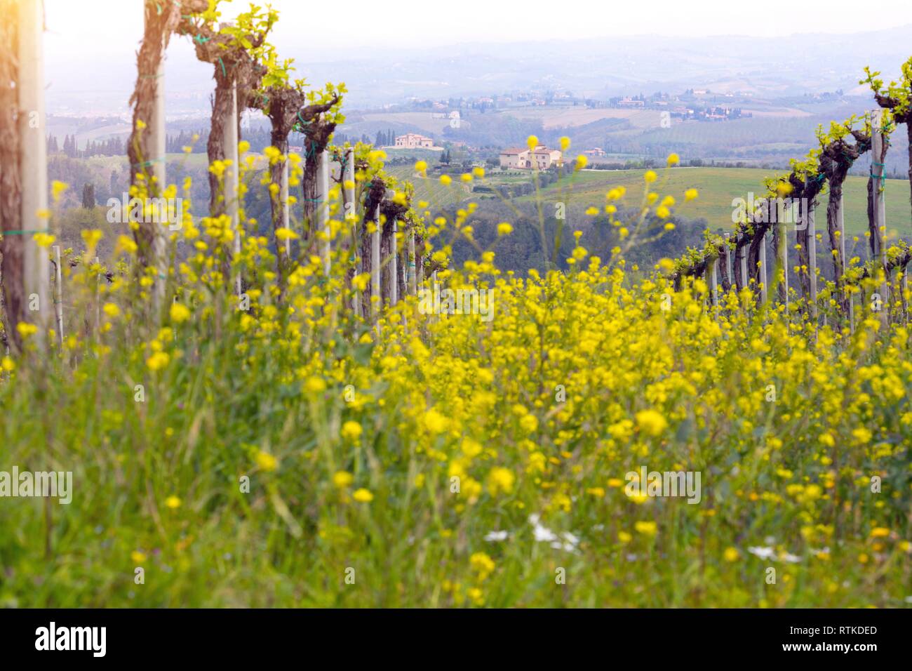 vineyards in the hills of Tuscany in spring and typical Tuscan ...