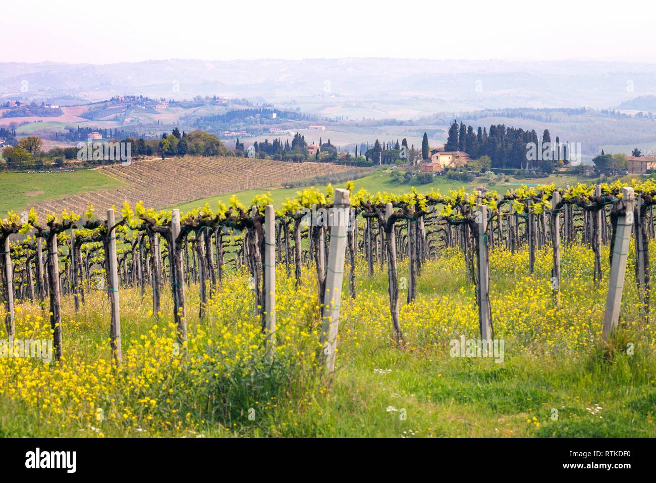 vineyards in the hills of Tuscany in spring and typical Tuscan ...
