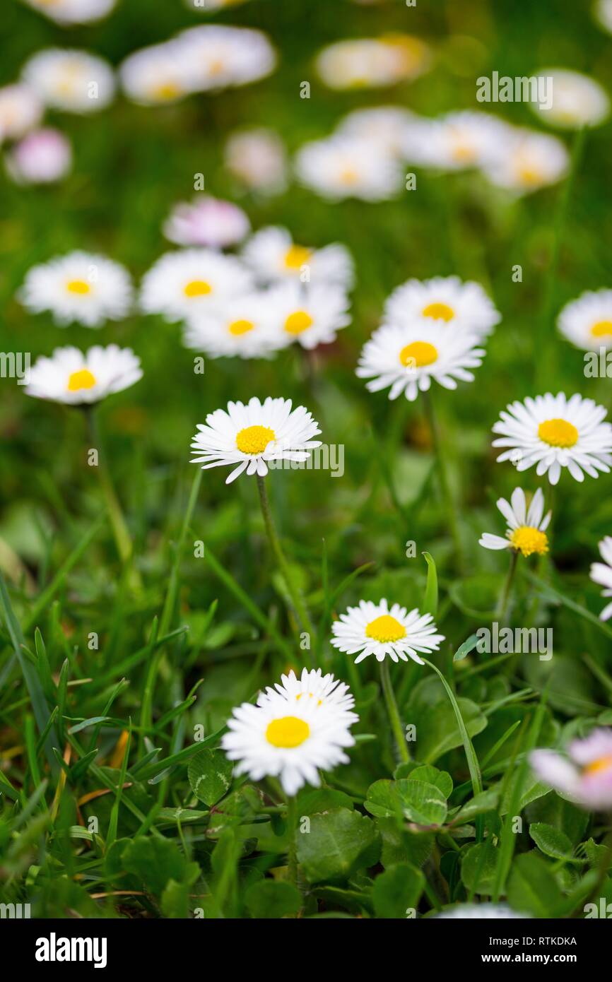 spring and beautiful white Bellis on the lawn Stock Photo - Alamy