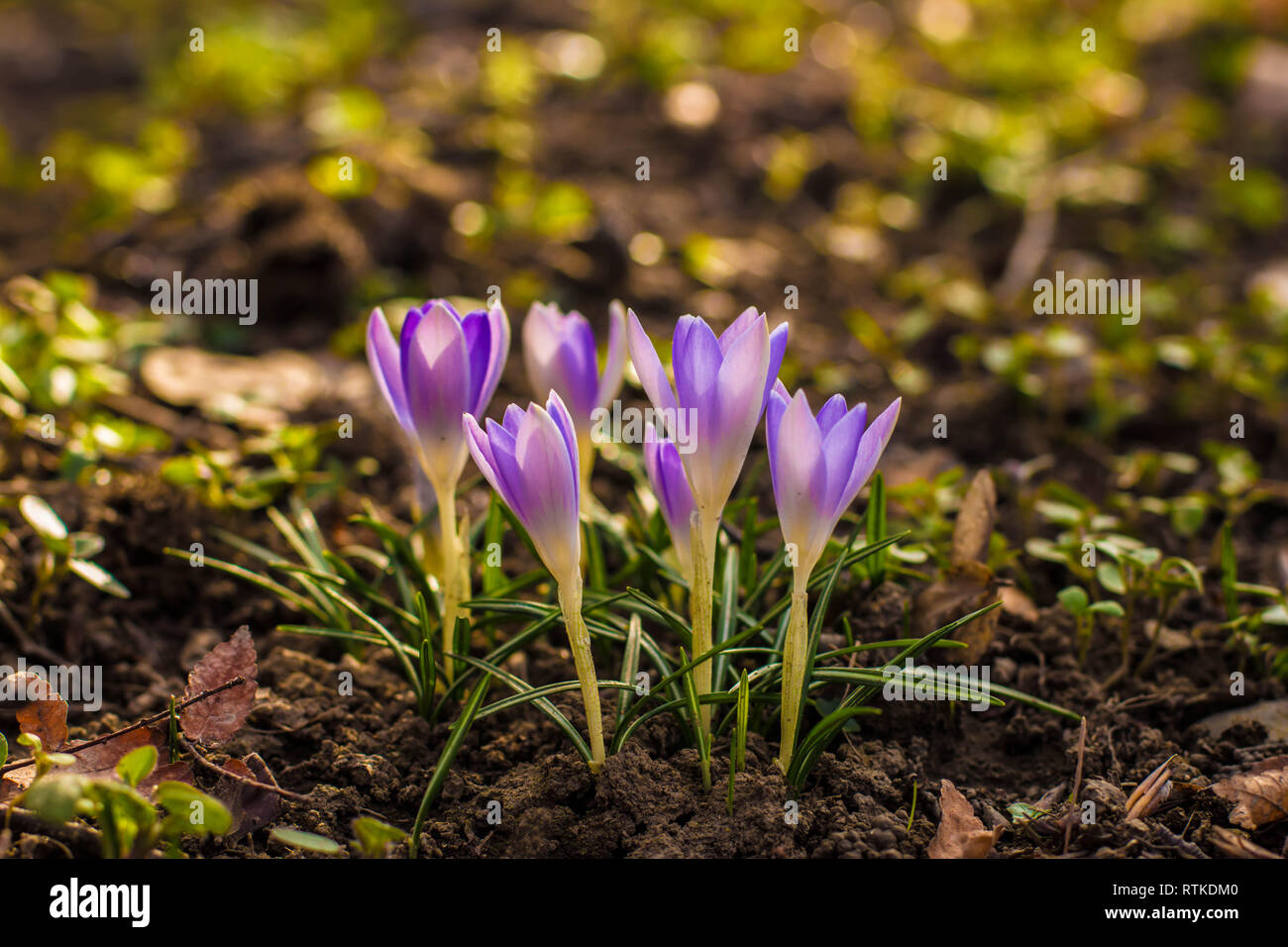 Violet flowers of Crocus tomasinianus Stock Photo - Alamy