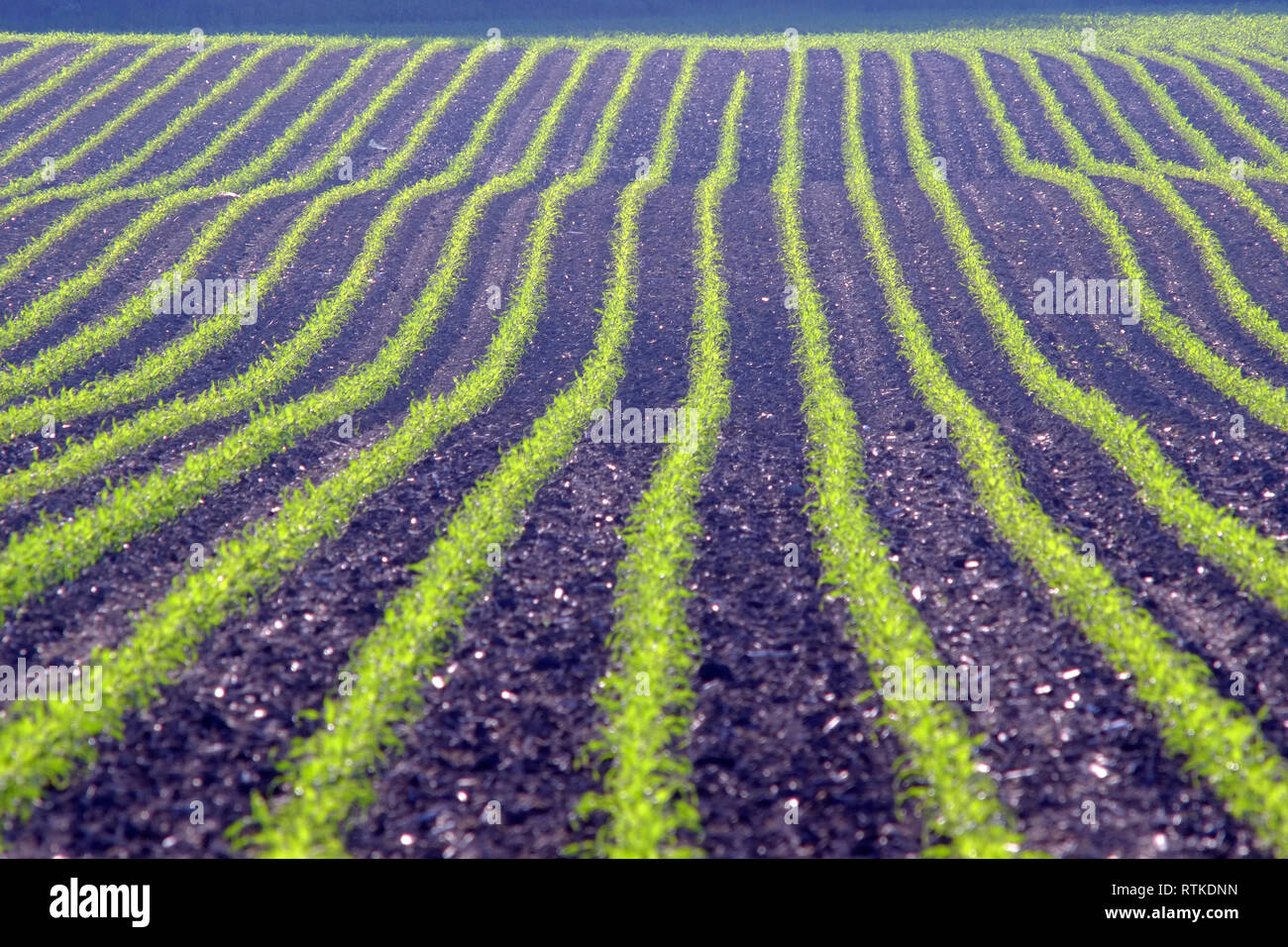 Planting corn seedlings hi-res stock photography and images - Alamy