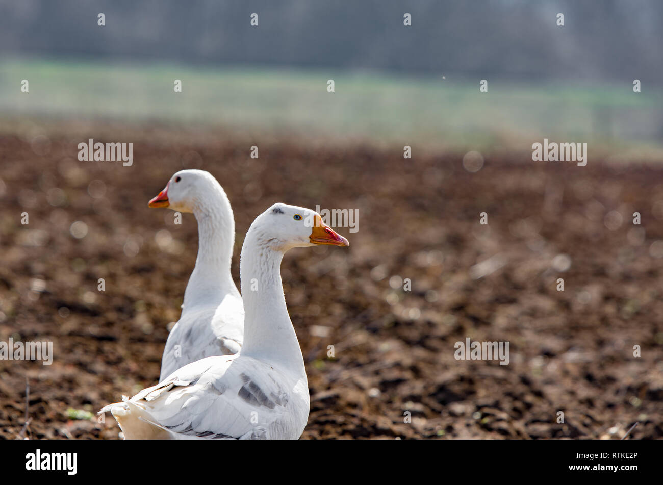 Duck goose geese hi-res stock photography and images - Alamy