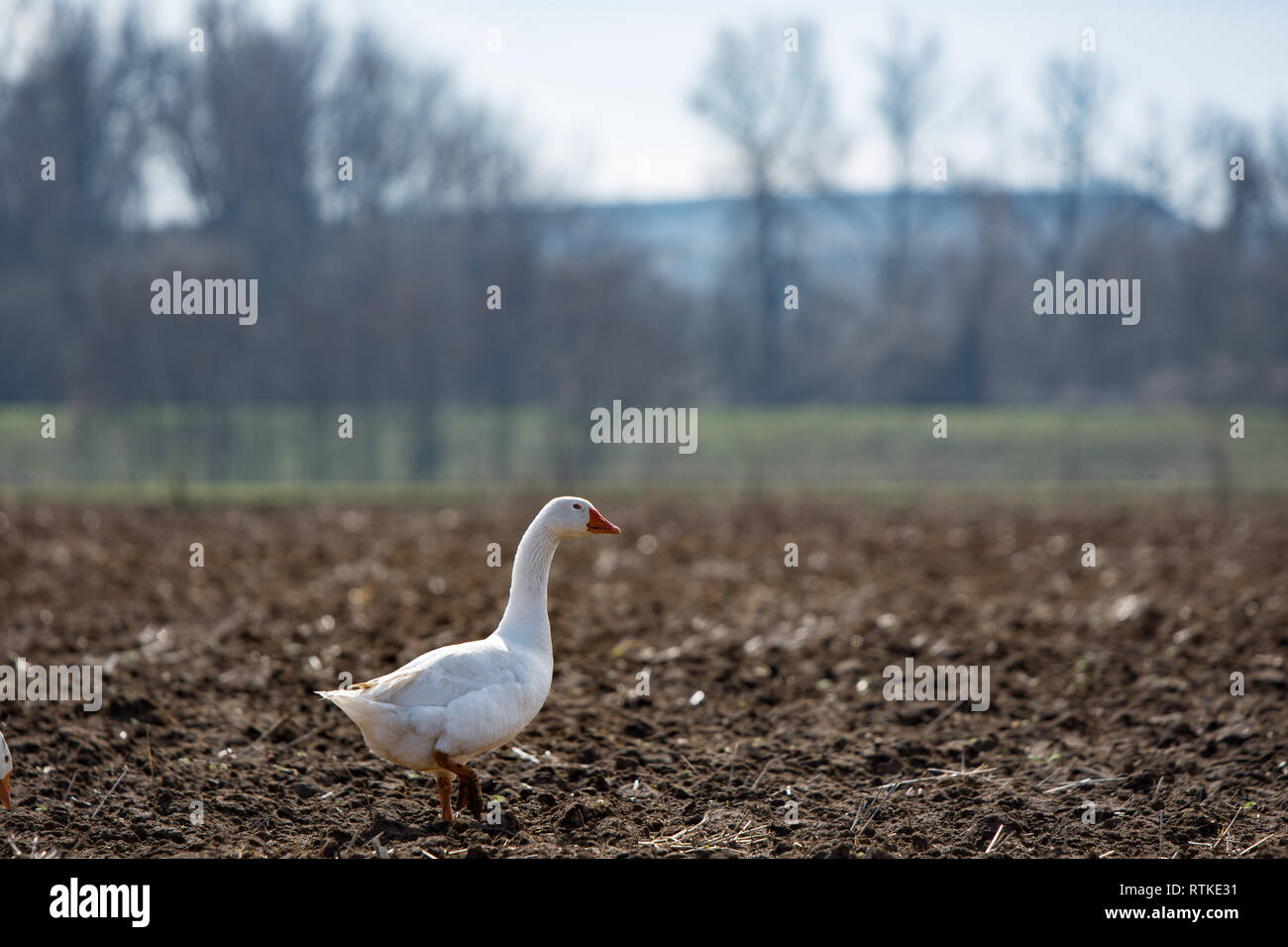 Duck goose geese hi-res stock photography and images - Alamy