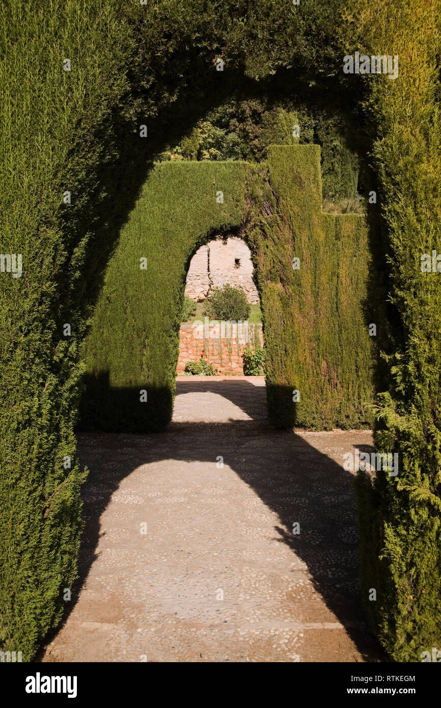 Cedar tree hedge arbour in an ornamental garden on the Alhambra palace ...