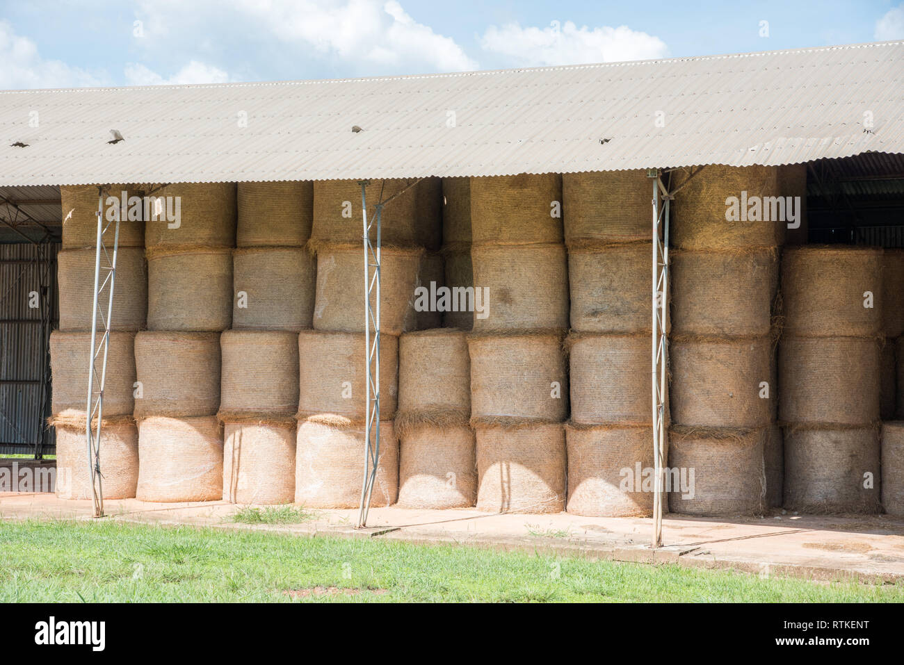 Hay bales under built farmland structure in rural Middle Point ...