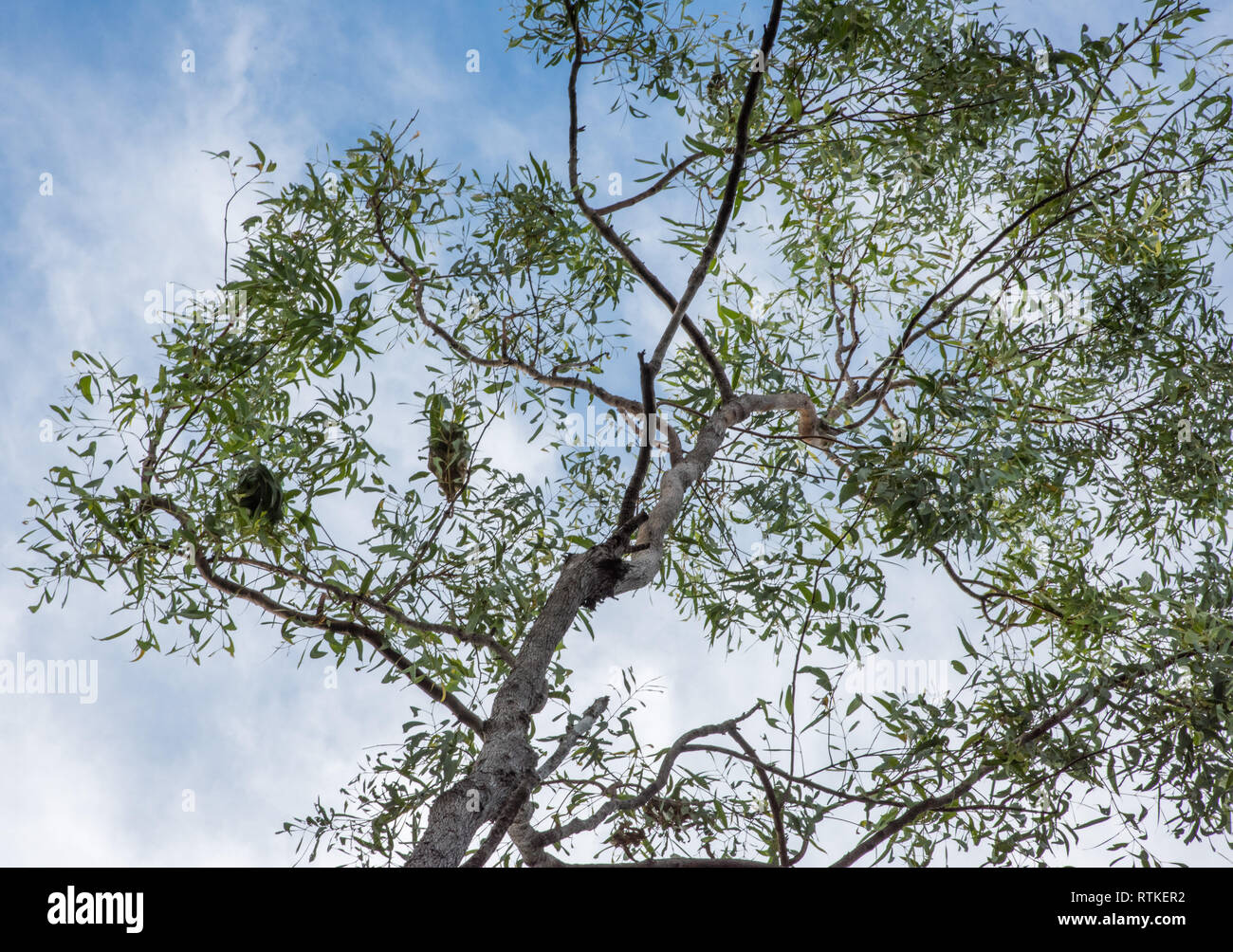 Low angle view of woollybutt tree, with insect nests, growing in the ...