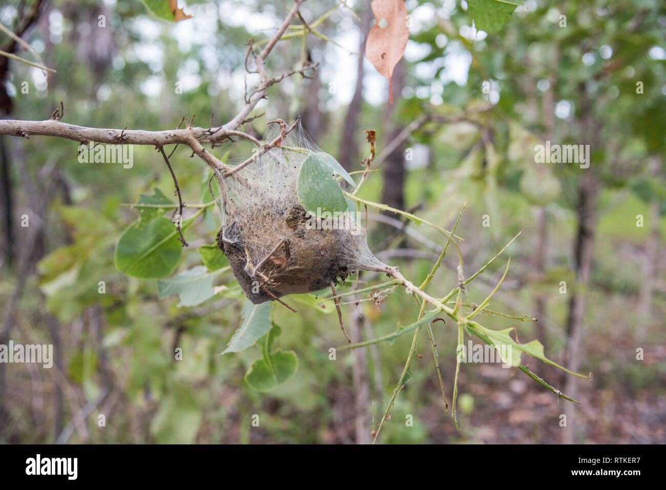Insect nest hanging from tree branches in the native bushland at ...
