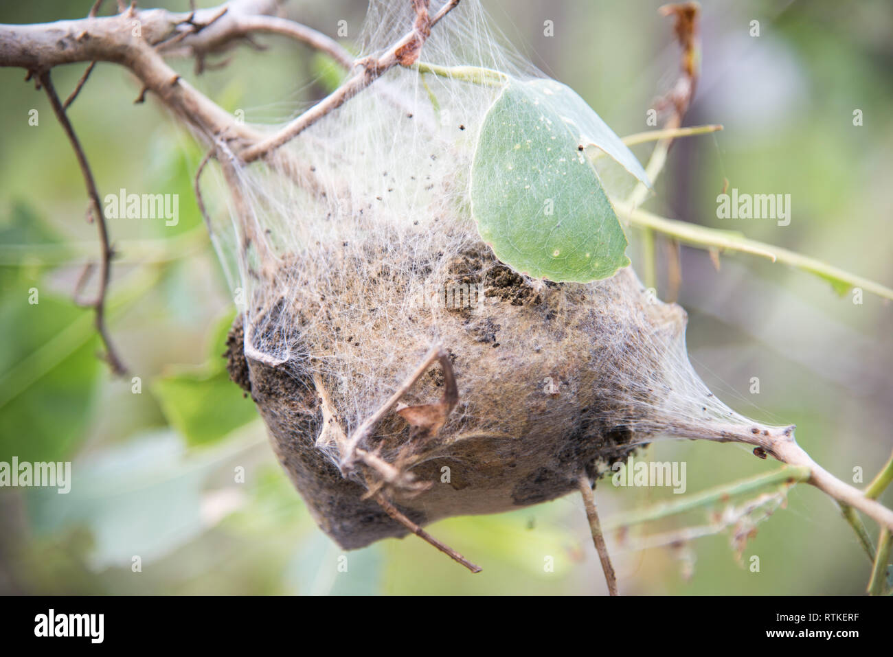 Insect nest hanging from tree branches in the native bushland at ...