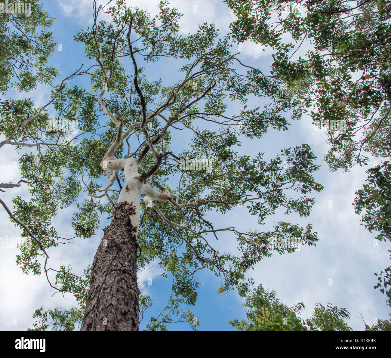 Low angle view of woollybutt tree growing in the native bushland at Knuckeys Lagoon in the ...