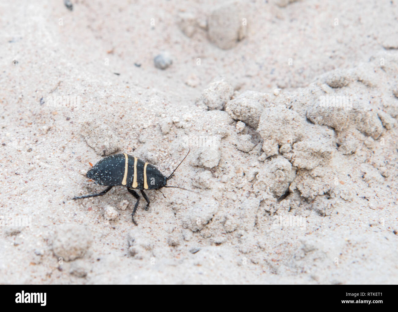 Black insect with three stripes and long antennae in the native ...