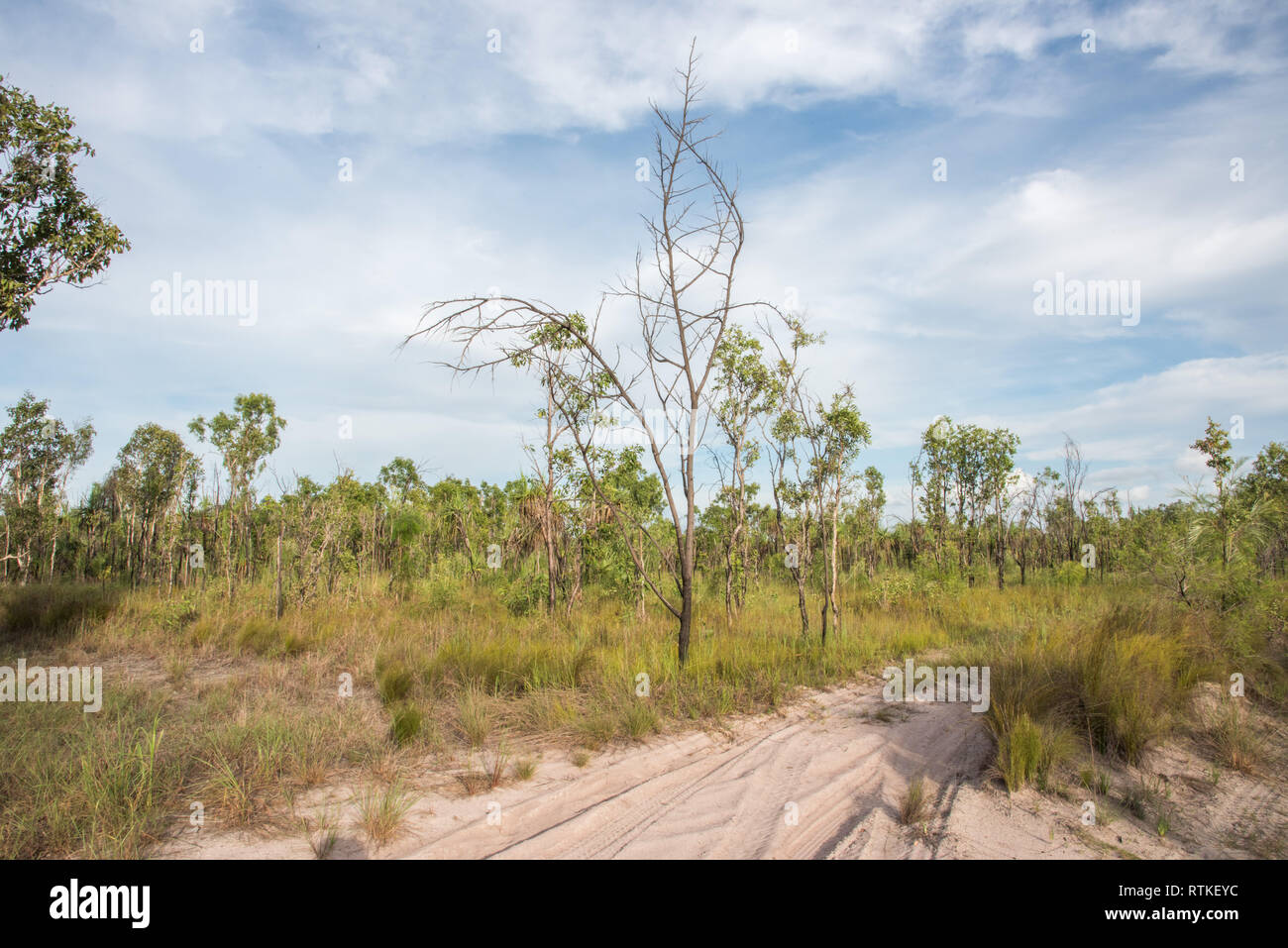 Native bushland with sandy road under a blue sky with clouds at ...
