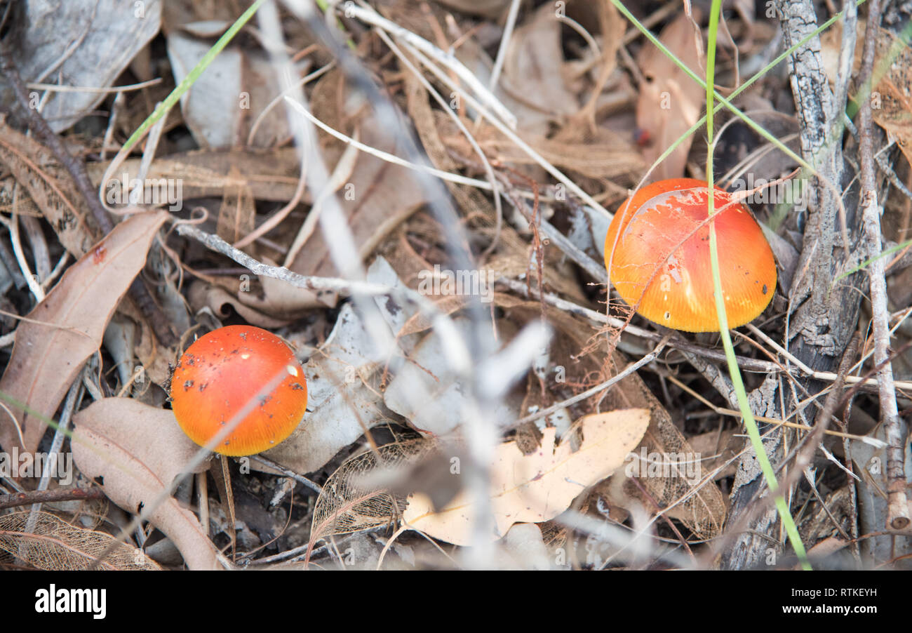 Orange mushrooms growing wild in the native bushland at Knuckeys Lagoon ...