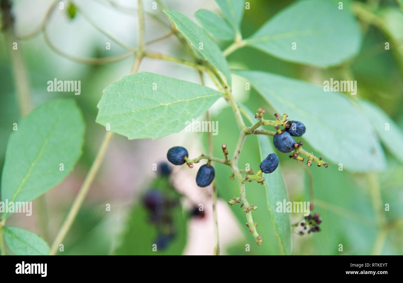 Wild grapes growing in the native bushland at Knuckeys Lagoon in the ...