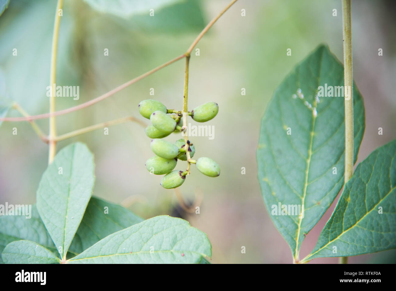 Wild grapes growing in the native bushland at Knuckeys Lagoon in the ...