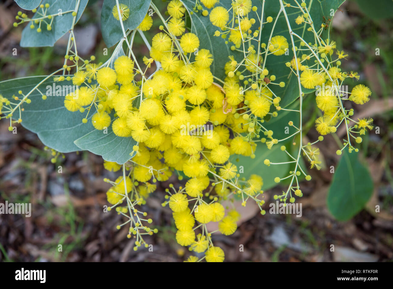 Golden wattle growing in the native bushland at Knuckeys Lagoon in the ...