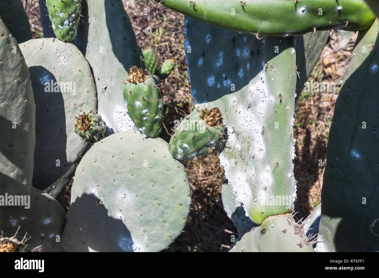 Cactus plantation to raise the cochineal, an insect from which a red ...