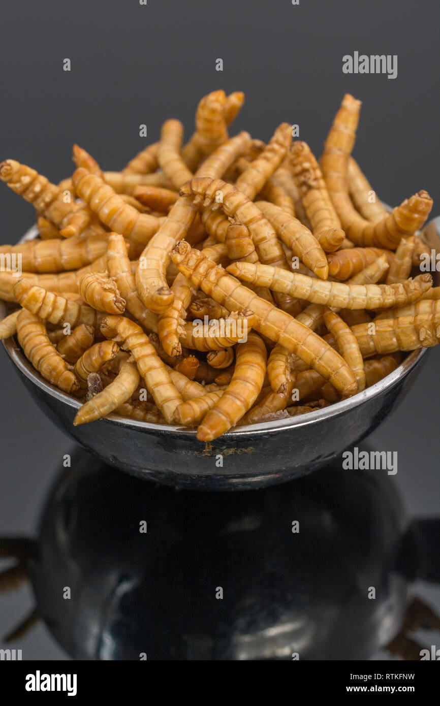Edible Mealworms Tenebrio molitor measured out in spoon as kitchen ...