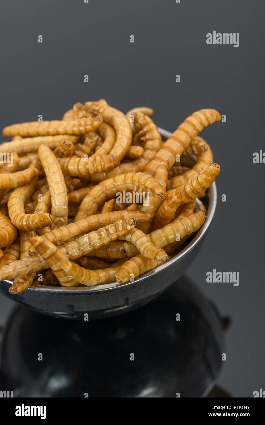 Edible Mealworms Tenebrio molitor measured out in spoon as kitchen ...