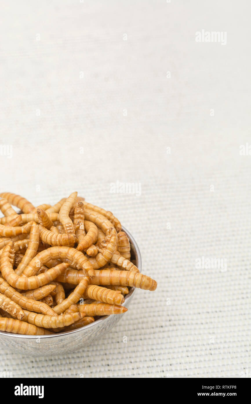 Edible Mealworms / Tenebrio molitor in a kitchen spoon as an ingredient ...