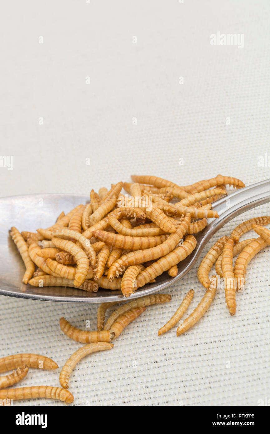 Edible Mealworms / Tenebrio molitor in kitchen spoon as an ingredient ...
