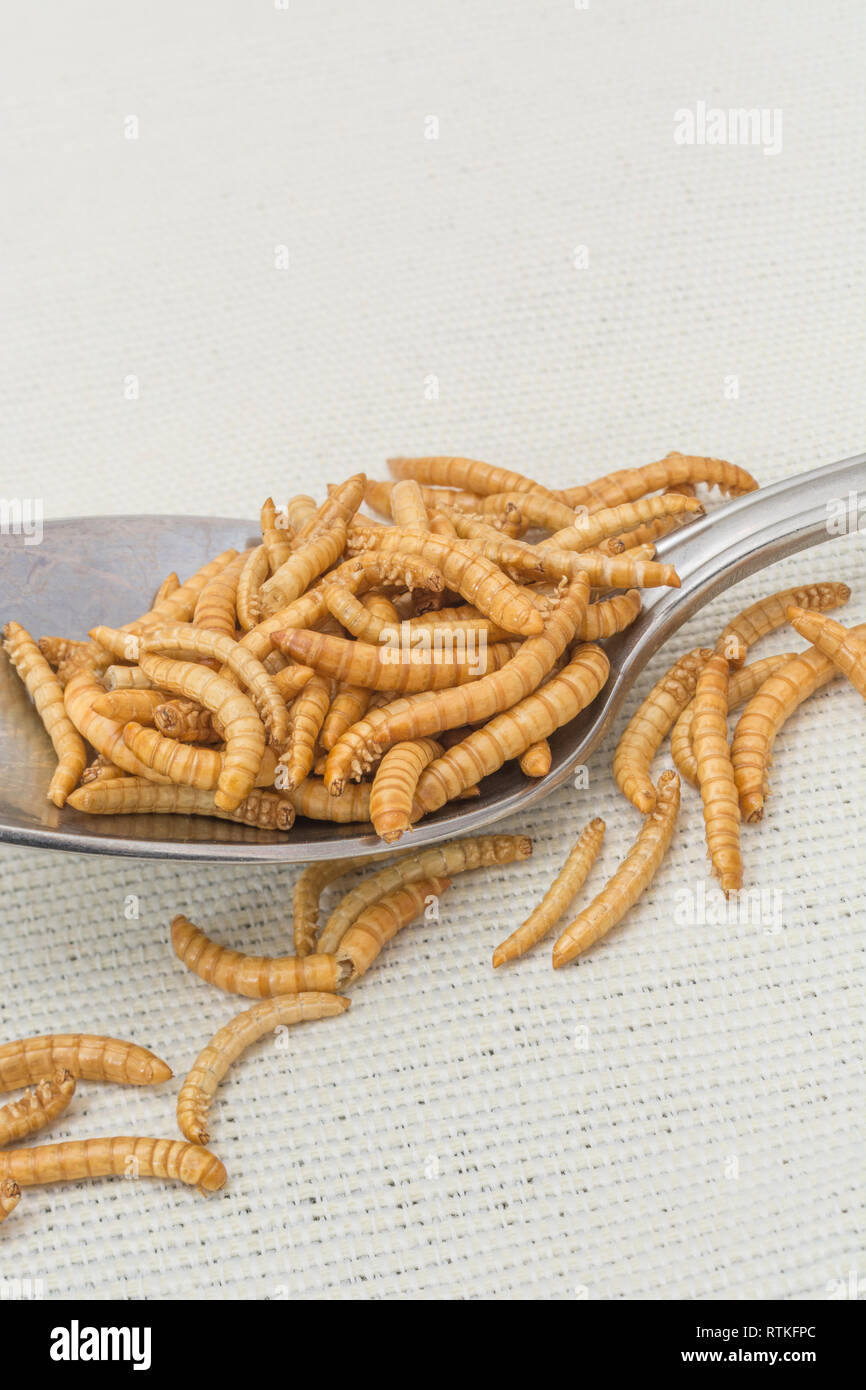 Edible Mealworms / Tenebrio molitor in kitchen spoon as an ingredient ...