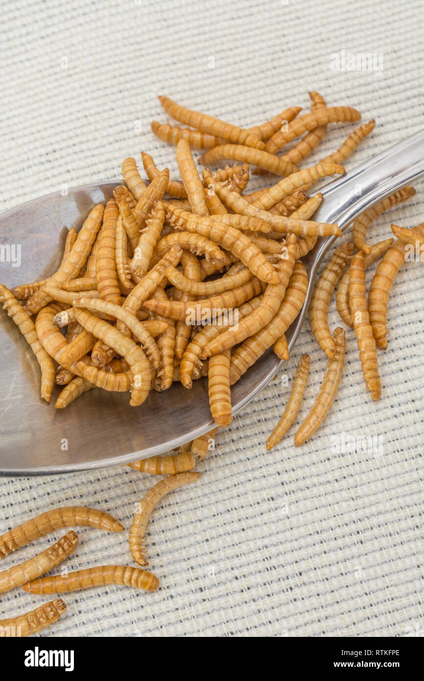 Edible bugs supermarkets hi-res stock photography and images - Alamy