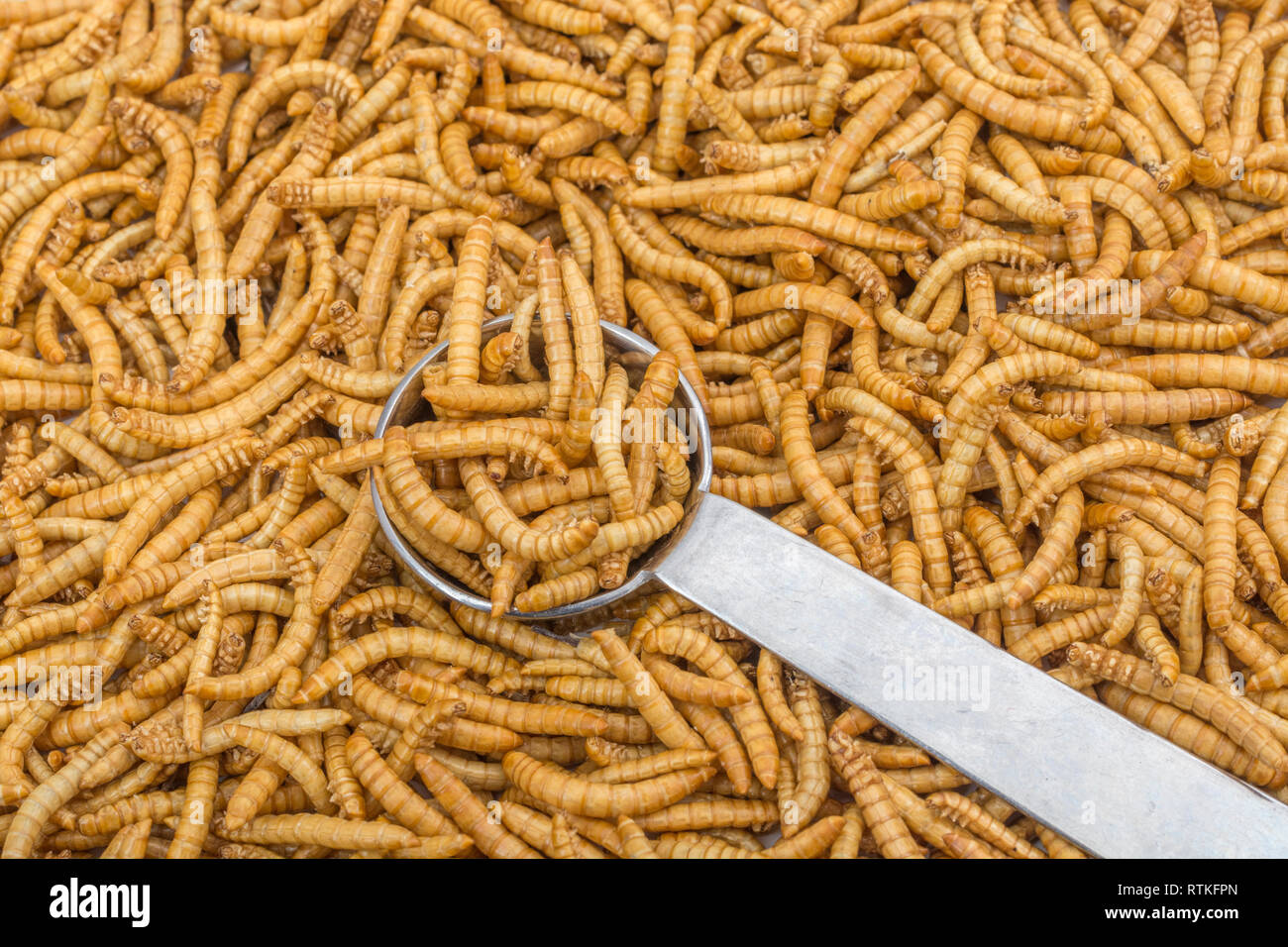 Edible Mealworms Tenebrio molitor being measured out in spoon as ...