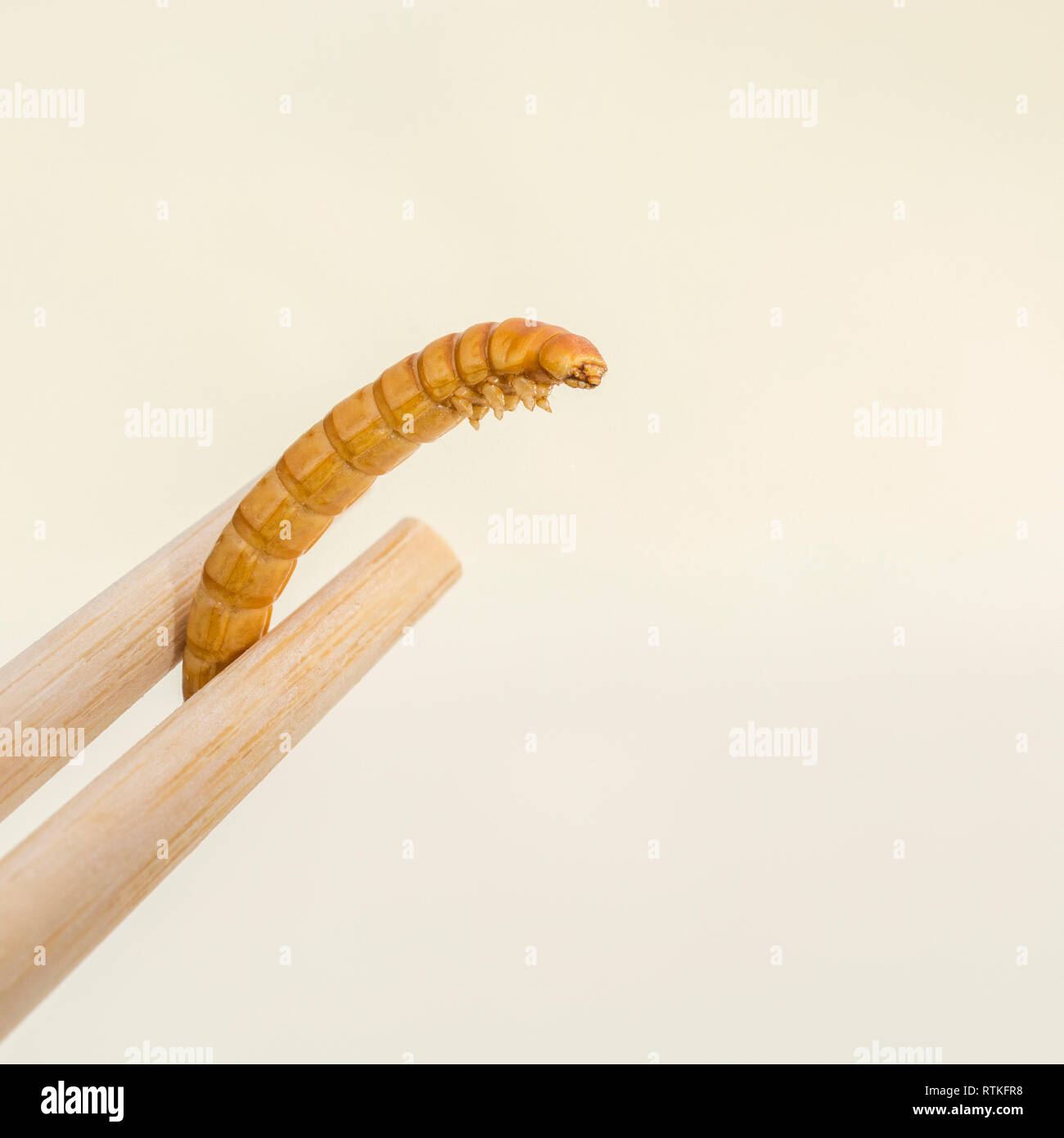 Edible Mealworms / Tenebrio molitor and chopsticks. Rich in protein ...