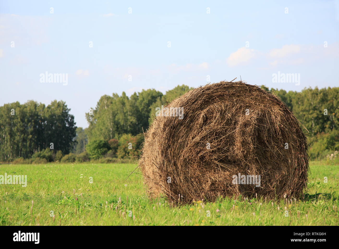 Big hay bay roll in a green field and blue sky Stock Photo - Alamy