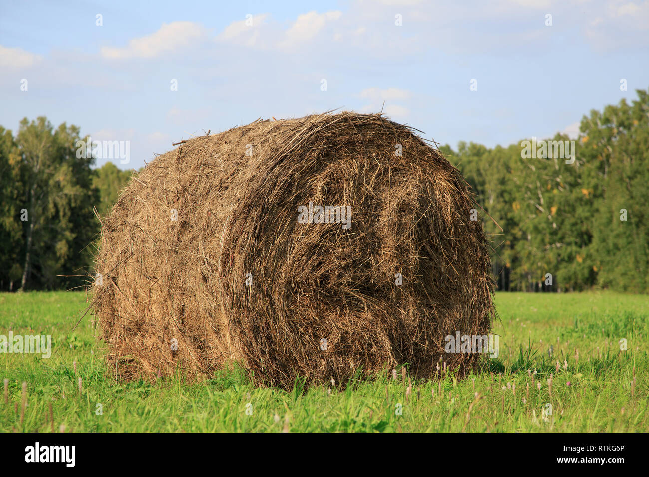 Big hay bay roll in a green field and blue sky Stock Photo - Alamy