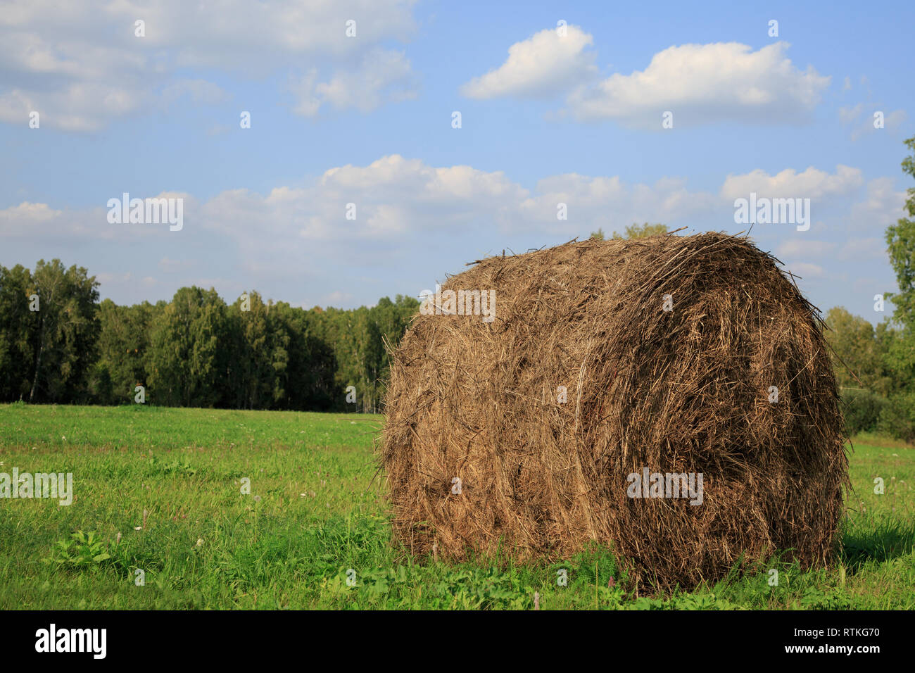 Big hay bay roll in a green field and blue sky Stock Photo - Alamy