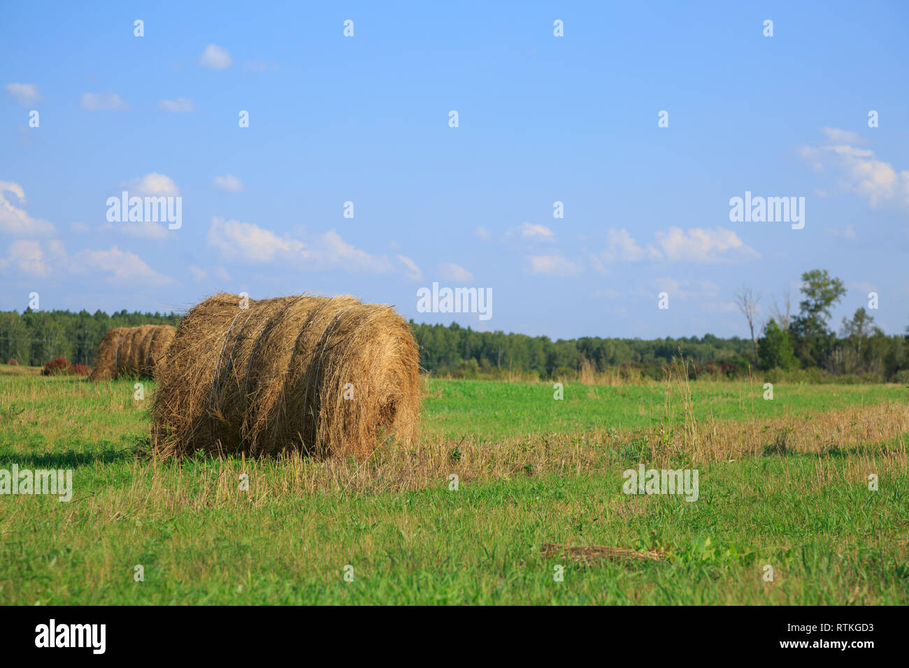 Big hay bay roll in a green field and blue sky Stock Photo - Alamy