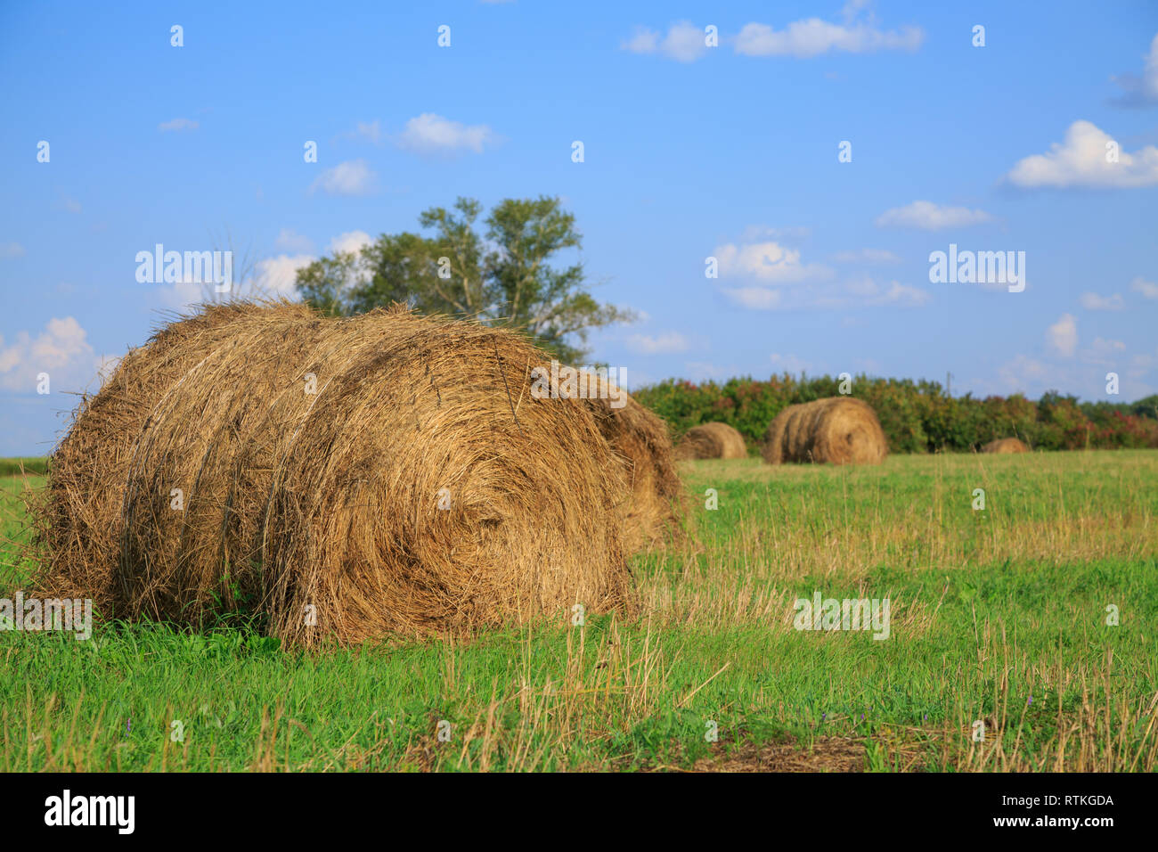 Big hay bay roll in a green field and blue sky Stock Photo - Alamy