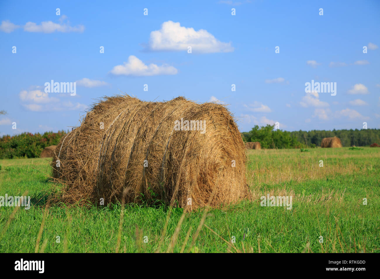 bale on field under beautiful blue cloudy sky. Photo with space for ...
