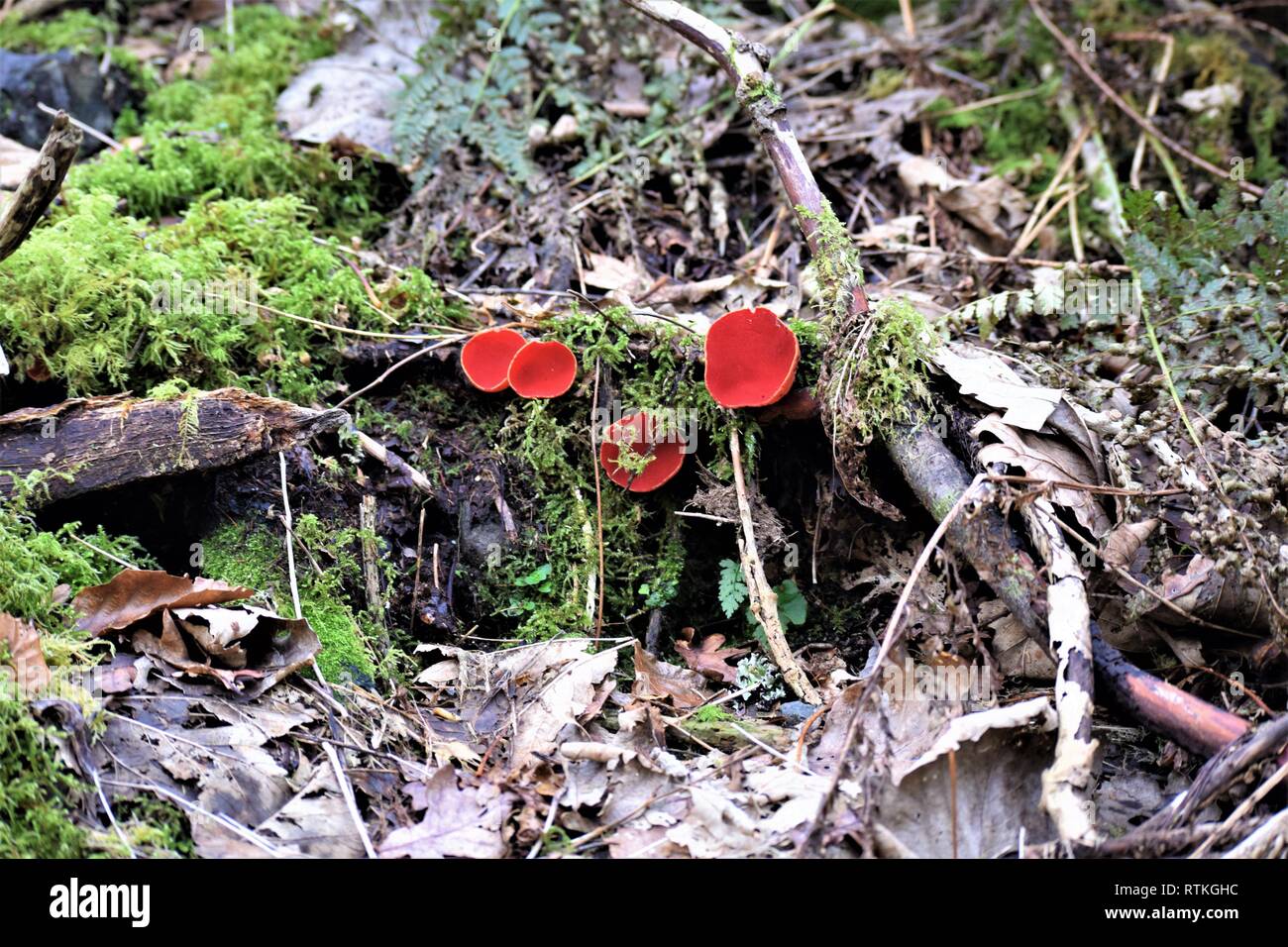 Scarlet Elf cup (cap), on tree branch in a horizontal row. Sarcoscypha ...