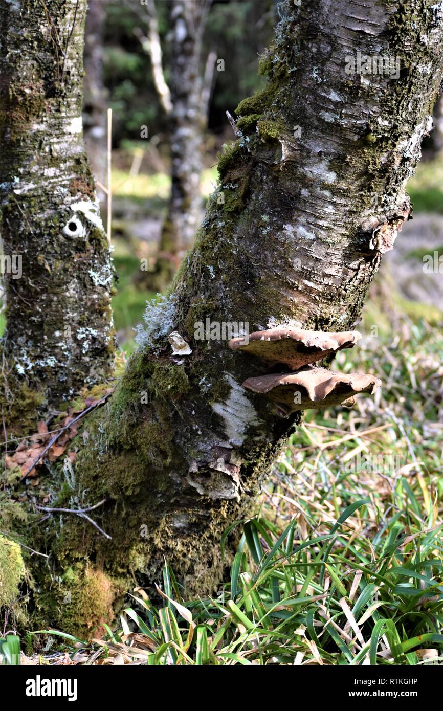 Birch Tree With Fungus High Resolution Stock Photography and Images - Alamy