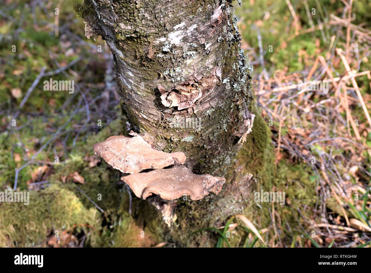 Two Bracket Fungi on Birch tree, viewed from above. Piptoporus ...