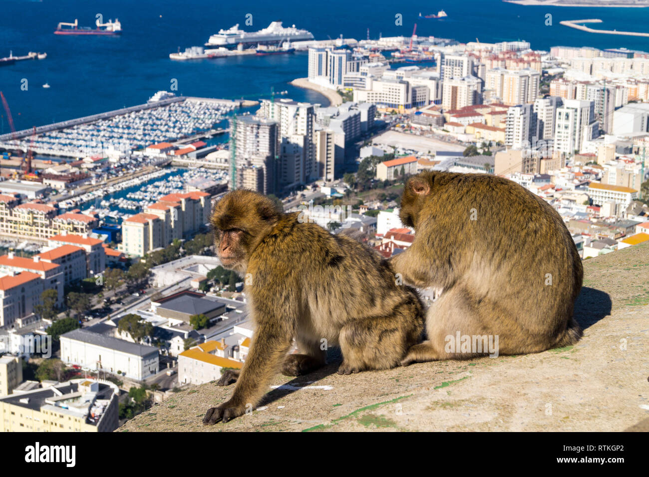 Gibraltar Wildlife High Resolution Stock Photography and Images - Alamy